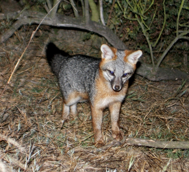 Vulpine Adventures Anew – The Vast and Inscrutable Imponderabilities of ...